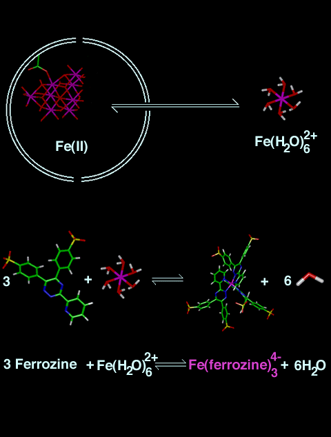 Ferritin - Molecule of the Month, October 1998